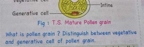 Generative Cell Fig T S Mature Pollen Grain What Is Pollen Grain Dist