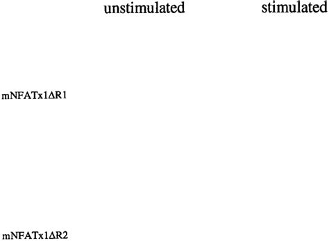 Subcellular Localization Of Mnfatx1 Deletion Mutants Cos 7 Cells Were