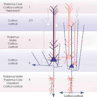 Local Circuit Excitatory Spiny Cell Targets Of Pyramidal And Spiny Download Scientific Diagram