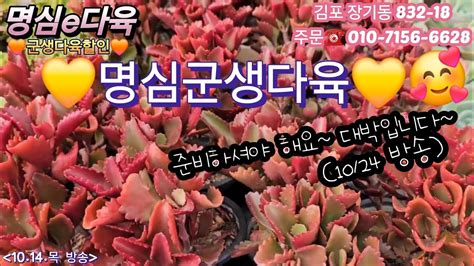 명심e다육에 가을이 왔다네~ 가을다육은 명심e와 함께♡1024목 Youtube