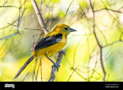 Yellow Oriole Bird