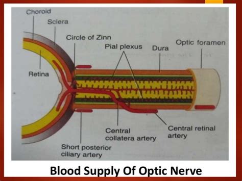 Anatomy Of Optic Nerve Blood Supply And Clinical Significance