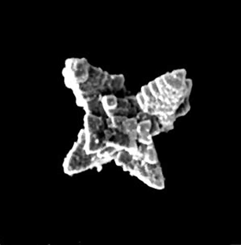 Tiny Robots Could Clean Up Microplastic Pollution Scientific American