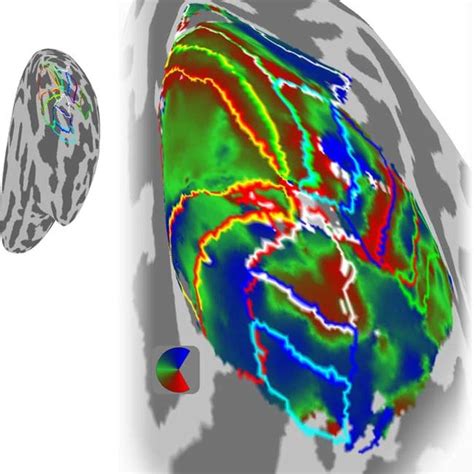 Organization Of The Visual Field Maps Near The Occipital Pole In This Download Scientific