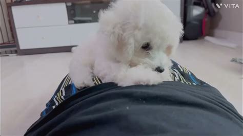 보고만 있어도 힐링되는 강아지 🥟 Youtube