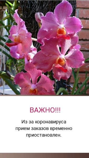 IriS Dominicana Триферн для орхидей и эпифитов. | ВКонтакте