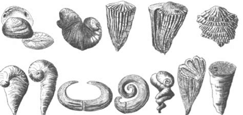 Geobiology Fossil Id Quiz 2 Flashcards Quizlet