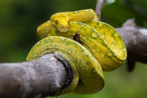 Green Tree Python Morelia Viridis Sur Branche Darbre Serpent Peau Green Tree Python Morelia Viridis Sur Branche Darbre Serpent Peau