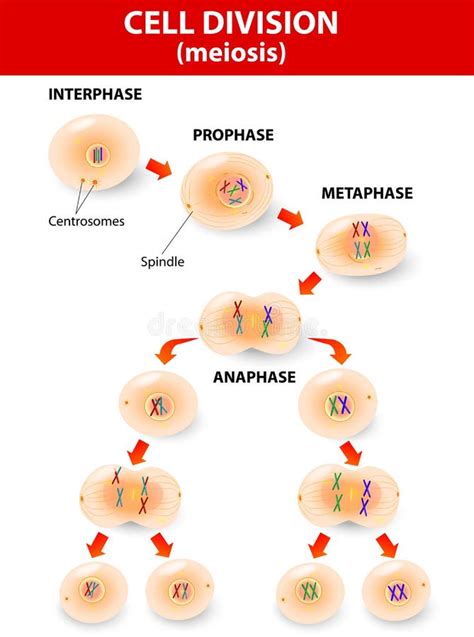 Cell Cycle Meiosis Diagram