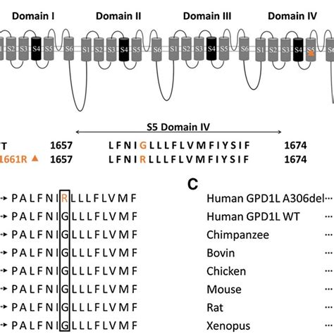 Both Identified Variants Are Localized In Highly Conserved Regions Of