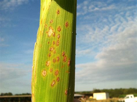 Southern Corn Rust Soybean Rust Spreading Early This Year