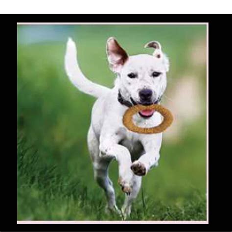 Coco Peat Disc Manufacturers And Suppliers In Pollachicoir Disc Best