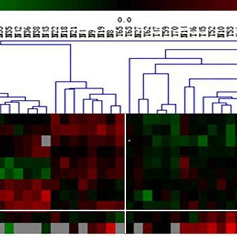 Hierarchical Clustering Analysis Of 11 Differentially Expressed