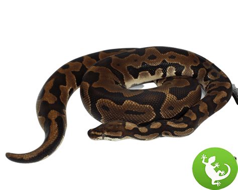 Leopard Ball Python Adult Ultimate Reptile