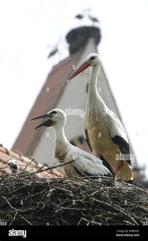 Ein Altstorch Und Zwei Jungvoegel Zu Erkennen An Den Schwarzen Schnaebeln Sitzen Am Dienstag