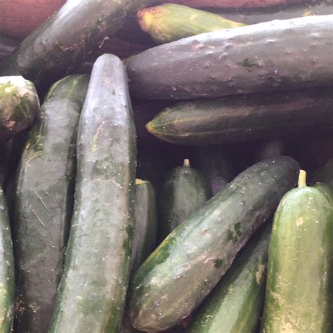 Cucumbers Happy Hollow Farm