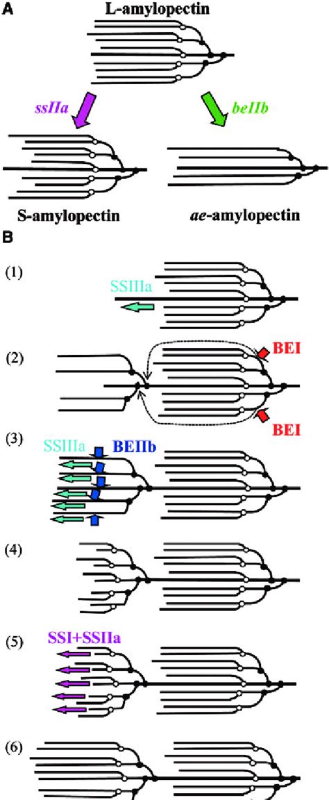 Schematic Representation Of The Function Of Be Isozymes And Ss Isozymes