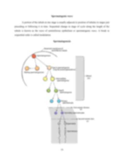 Solution Physiology Spermatogenesis Studypool