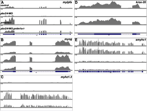 Mapping Of Rna Seq Reads As Viewed In The Integrative Genomics Viewer