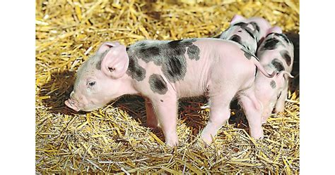 Следете прасетата за симптоми на еризипел Български Фермер