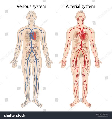 34 449 Veins Arteries Human Body Images Stock Photos Vectors Shutterstock