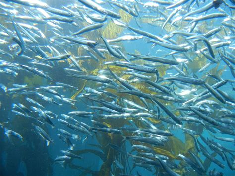 Anchovy Image Eurekalert Science News Releases
