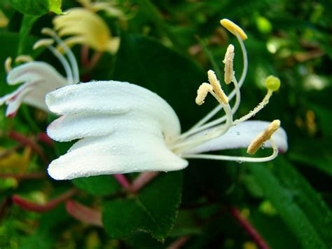 Rurification Robin Edmundson Wild Pink Honeysuckle