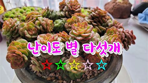 우리집다육이 베란다다육 누다군생 분갈이했어요 Youtube
