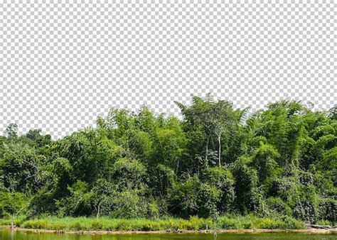Premium Psd Forest Isolated Transparency Background