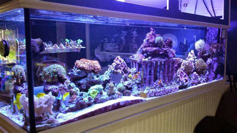 Marine Safe Tank Ornamentsdecor Reef2reef