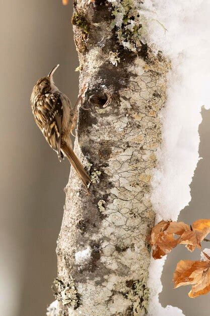 90 Treecreepers Pictures