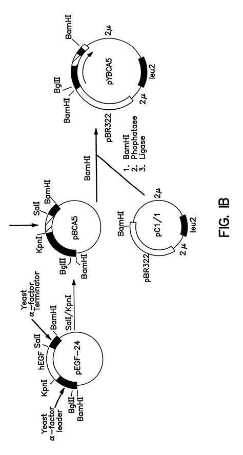 Yeast Proteins Patented Technology Retrieval Search Results Eureka