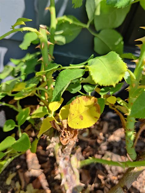 Rose Leaves Yellowing Quickly Rplantclinic