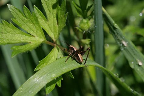 Grasshopper Plant Grass Larval Free Photo On Pixabay Pixabay