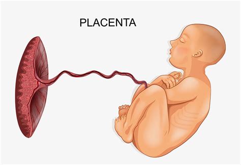 Lotus Birth Procedure Benefits Risks And Care