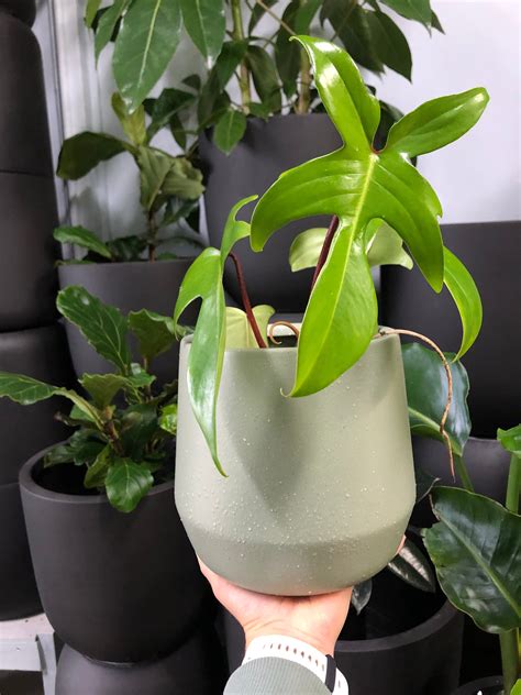 Juno Indoor Pot Plant Culture