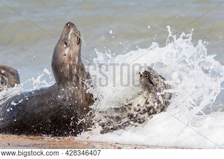 Wild Sex Dynamic Image Photo Free Trial Bigstock