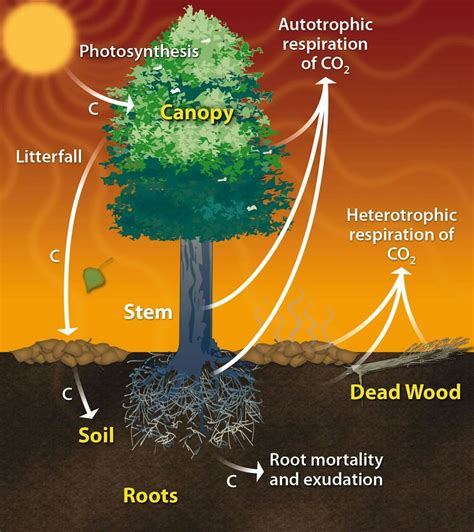 Planting Trees For Carbon Credits Everything You Need To Know • Carbon