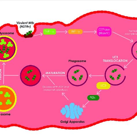 Overview Of Macroautophagy Macroautophagy Is One Of Autophagic Download Scientific Diagram