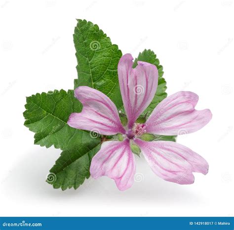 Mallow Plant Malva Sylvestris Blue Common Mallow Stock Image