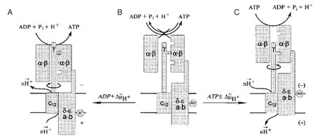 Schematic Representation Of The Unidirectional Operation Of The Download Scientific Diagram