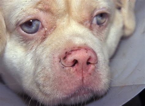 Melanogenesis And Genetic Pigmentary Disorders