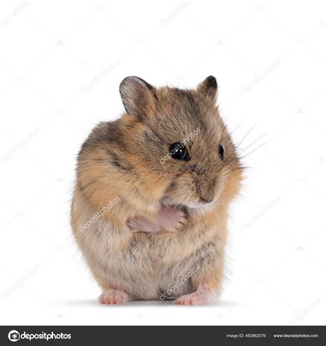 Russian Dwarf Hamster Babies