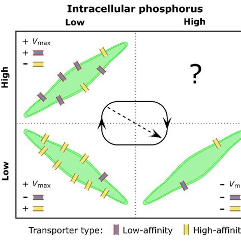 Schematic Figure Representing The Stages Of Phosphate Uptake