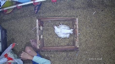 Chicken Object Detection Dataset By Abdan Subekti