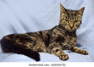 Skinny Pussy Royalty Free Images Stock Photos Pictures Shutterstock