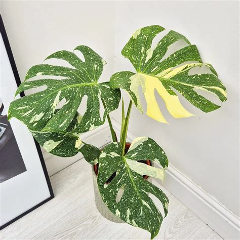 Monstera Thai Constellation Cheese Plant Variegated House Plant