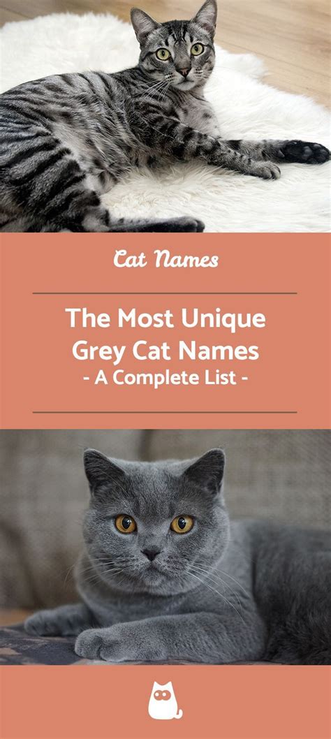 Black And Gray Tabby Cat Names At Lauren Brennan Blog