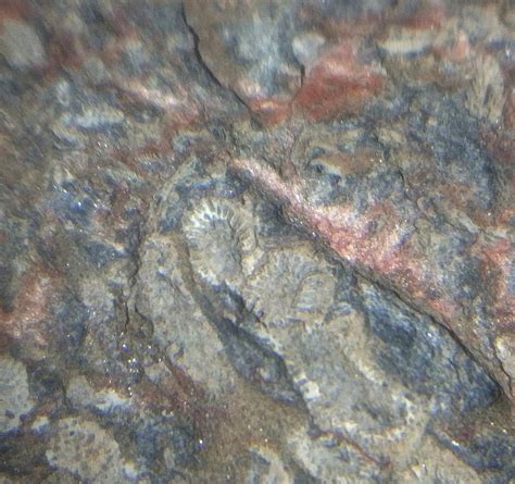 Can Anyone Please Tell Me What This Fossil Is R Fossils