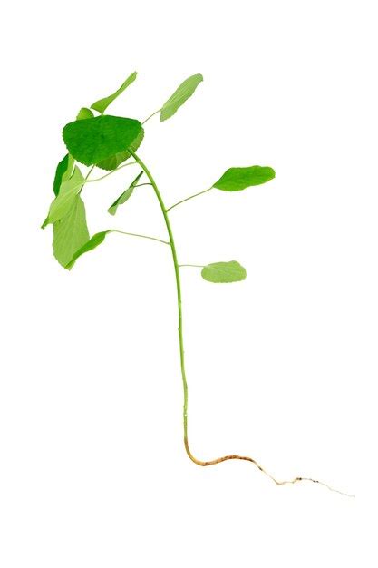 Premium Photo Tree Small Sapling Isolated On White Background